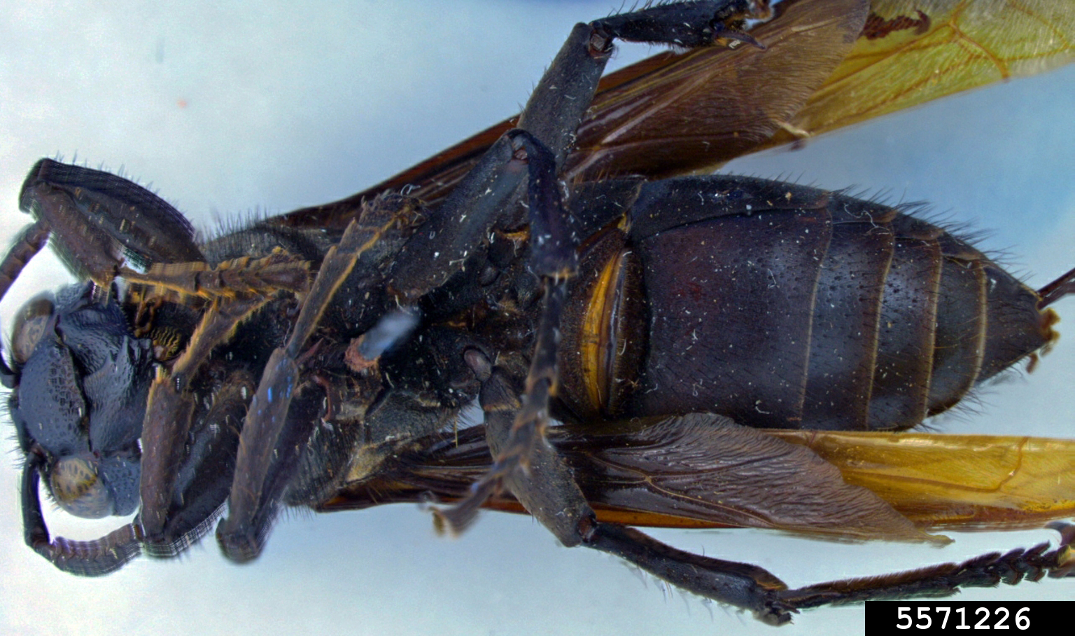 greater banded hornet (Vespa tropica (Linnaeus, 1758))