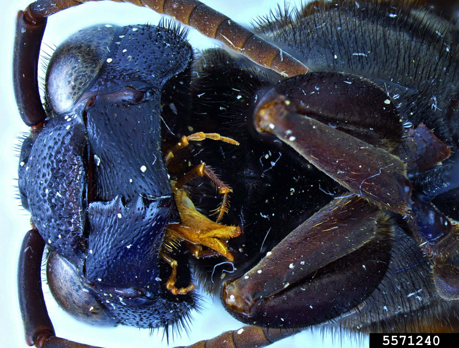 greater banded hornet (Vespa tropica (Linnaeus, 1758))