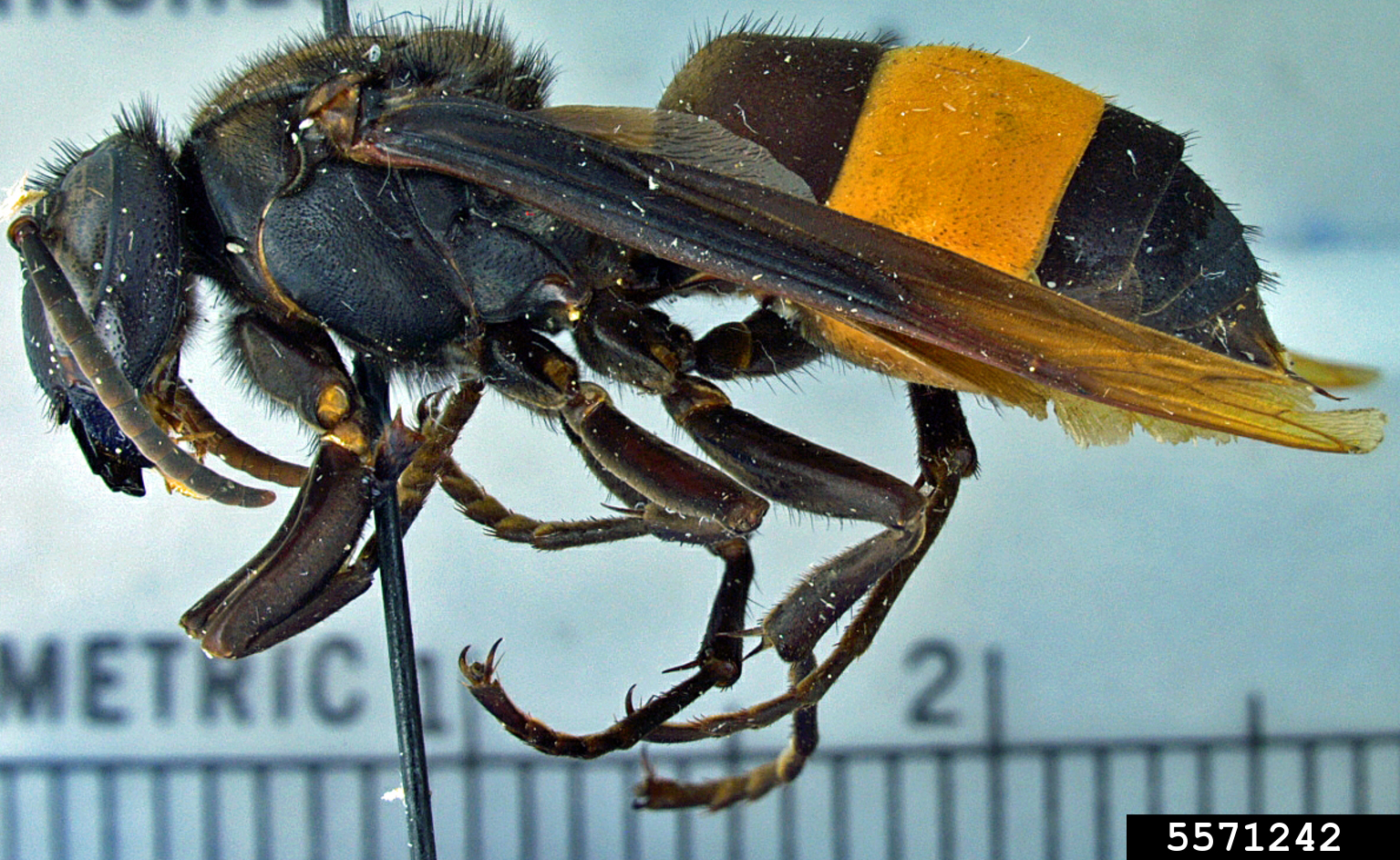 greater banded hornet (Vespa tropica)