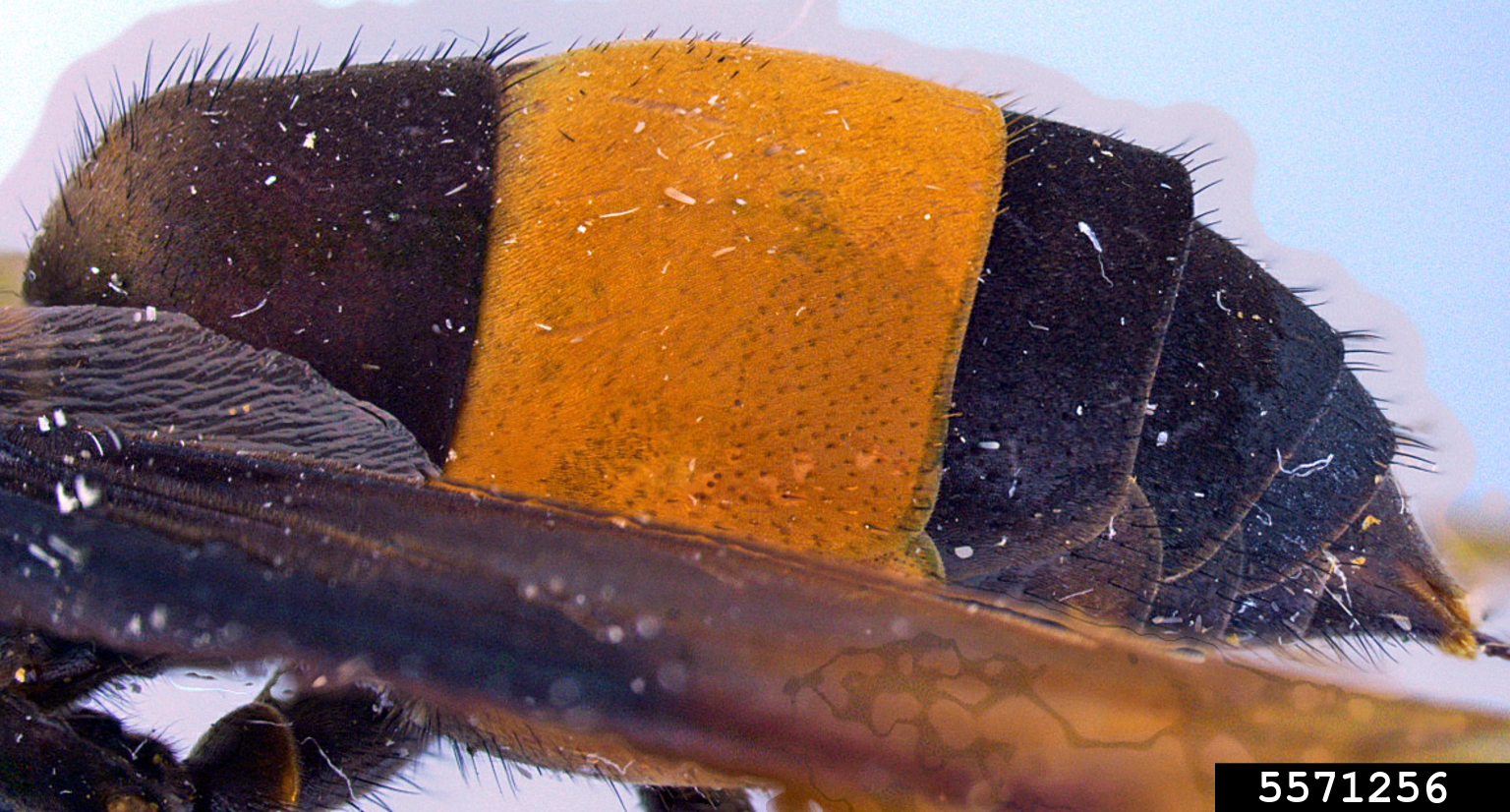 greater banded hornet (Vespa tropica)