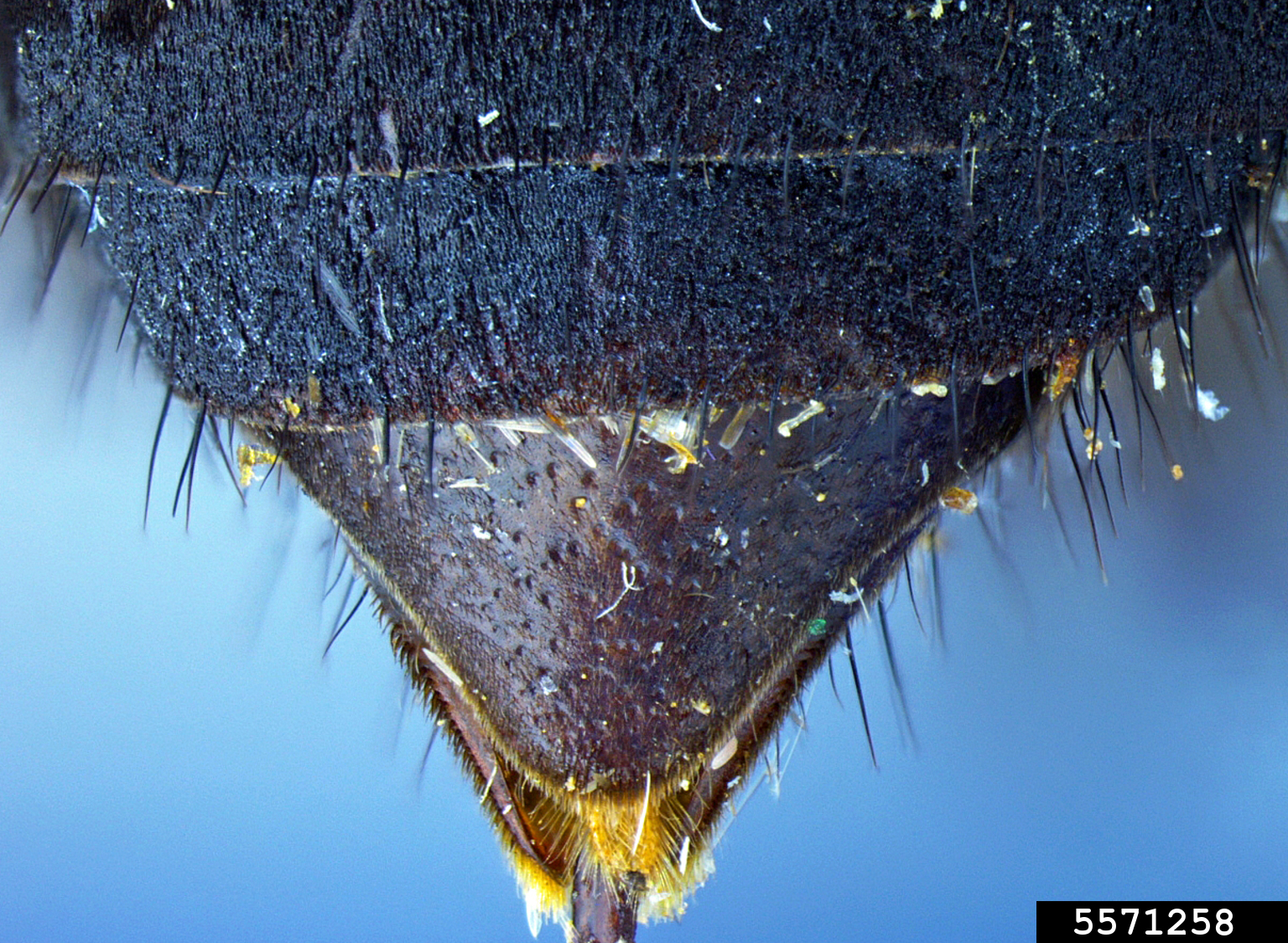 greater banded hornet (Vespa tropica)