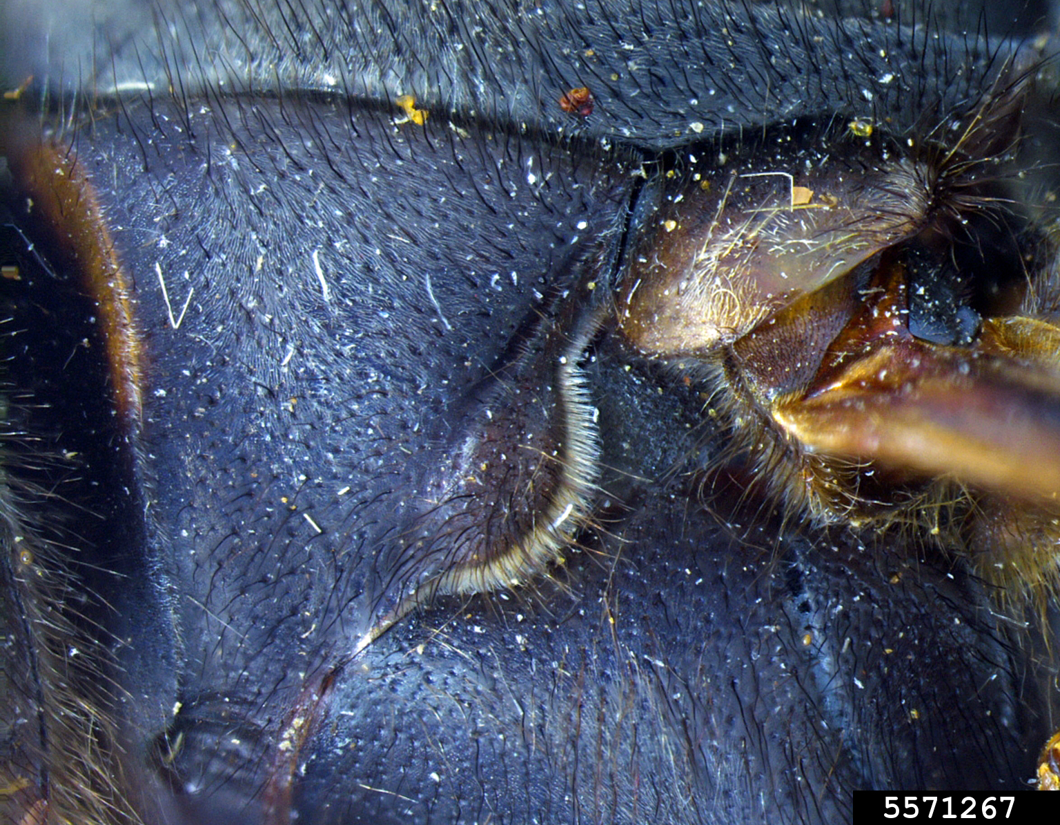 yellow legged hornet (Vespa velutina)