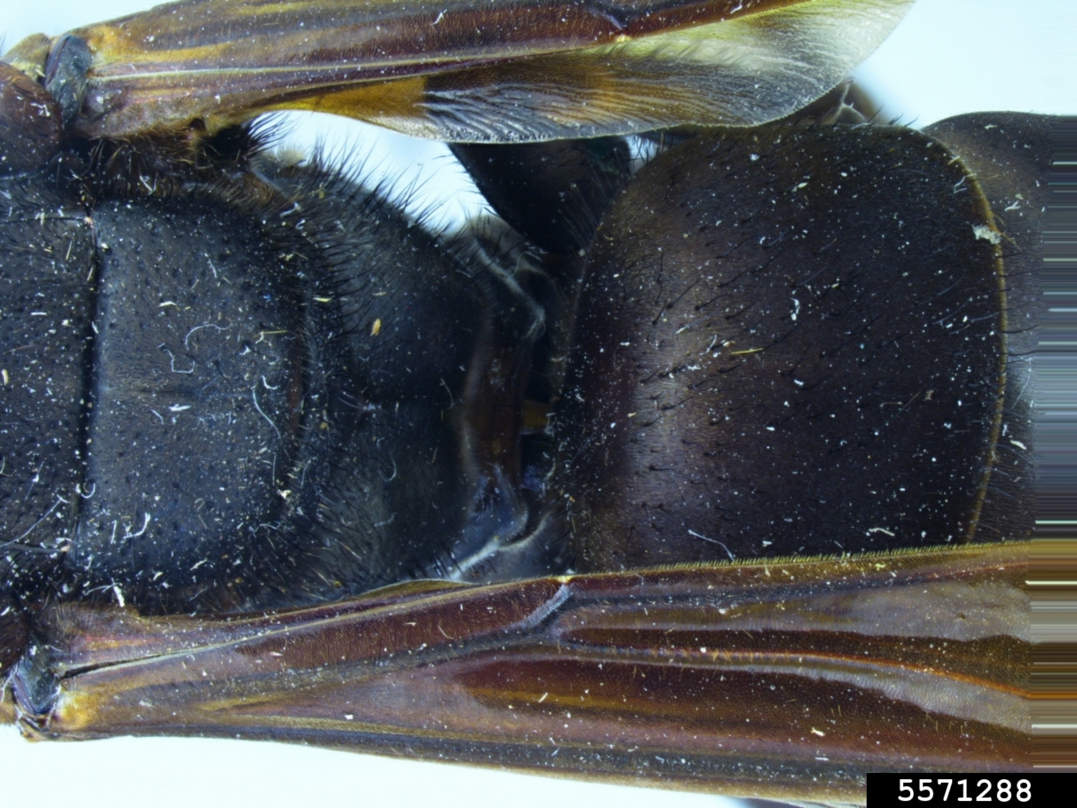 greater banded hornet (Vespa tropica)