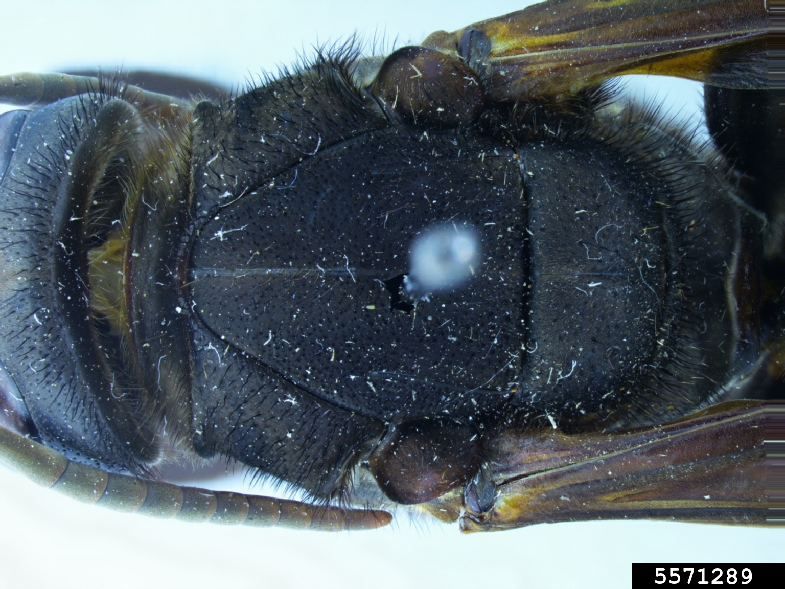 greater banded hornet (Vespa tropica)