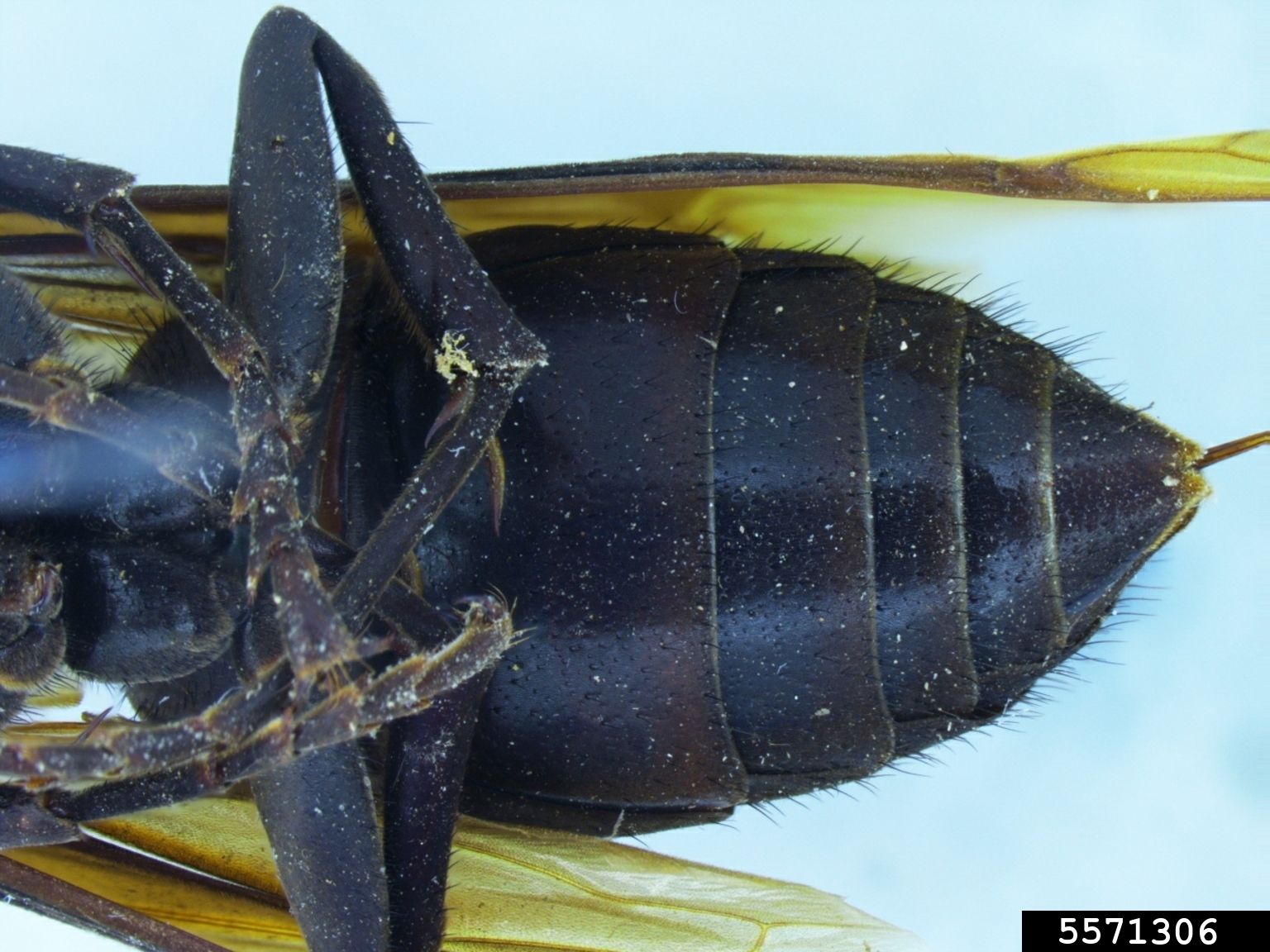 greater banded hornet (Vespa tropica (Linnaeus, 1758))