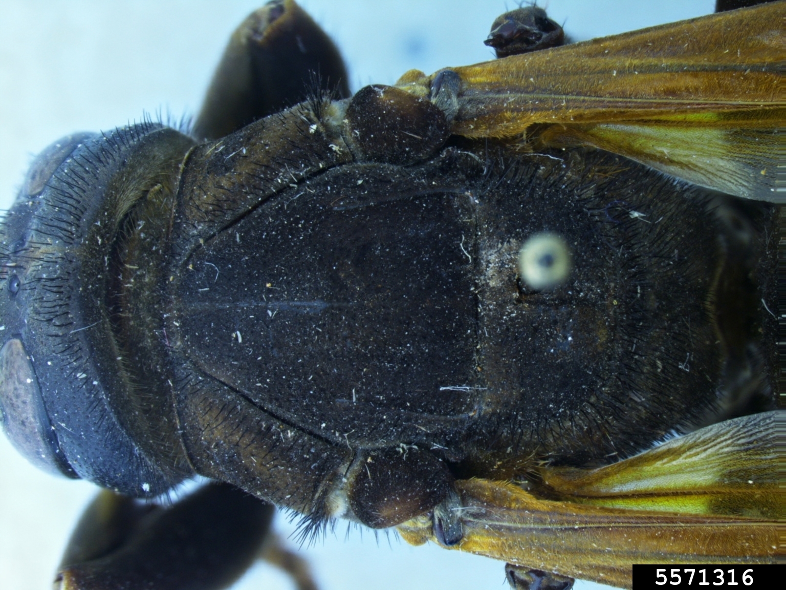 greater banded hornet (Vespa tropica (Linnaeus, 1758))