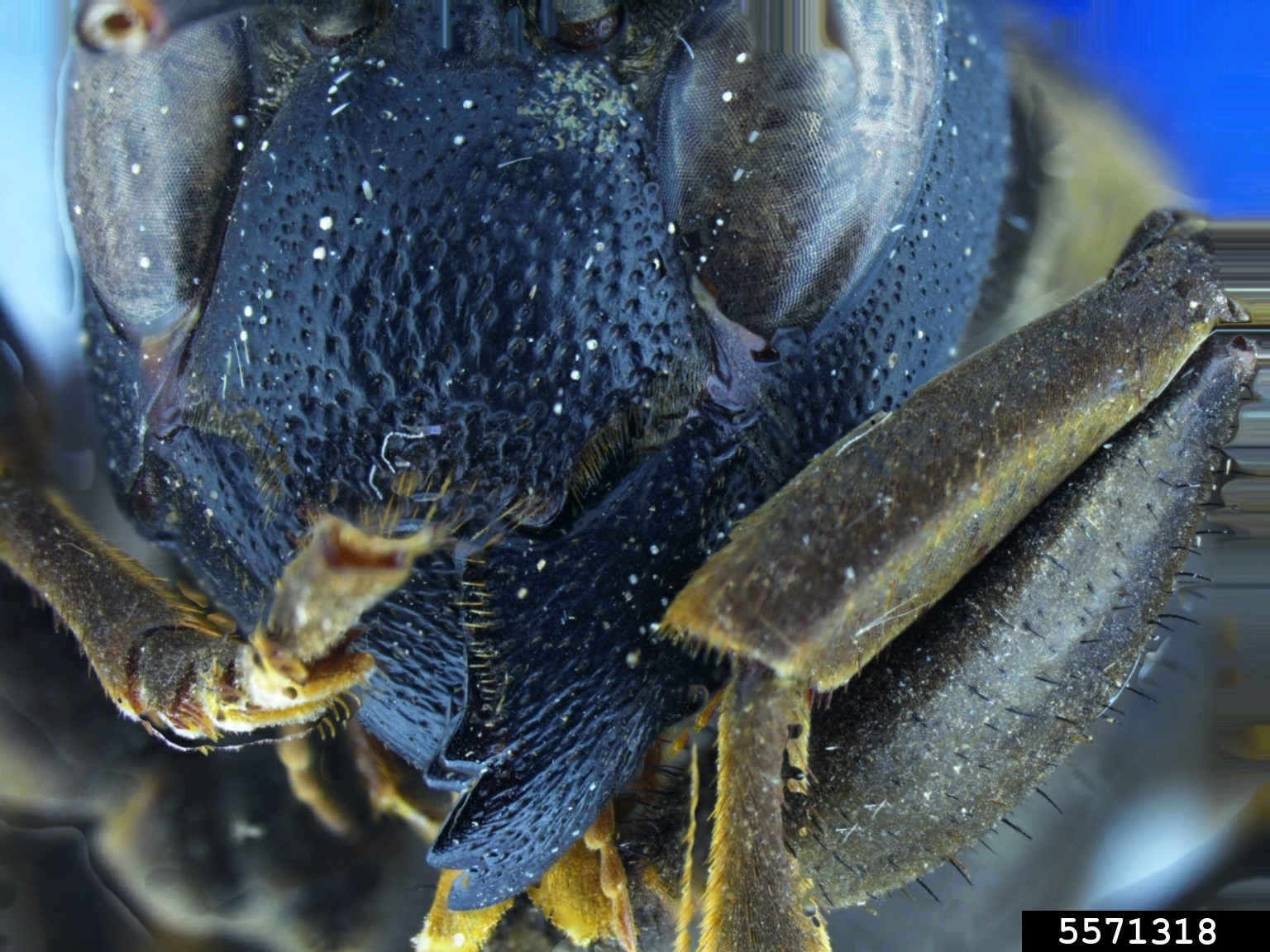 greater banded hornet (Vespa tropica (Linnaeus, 1758))