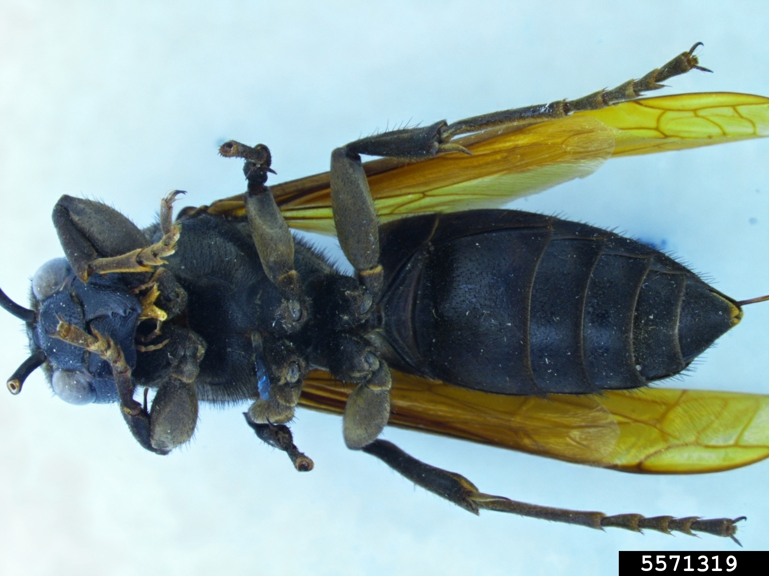 greater banded hornet (Vespa tropica (Linnaeus, 1758))