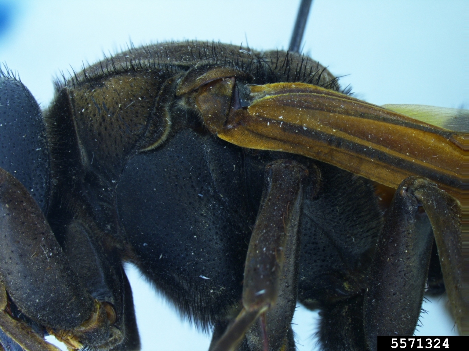 greater banded hornet (Vespa tropica (Linnaeus, 1758))