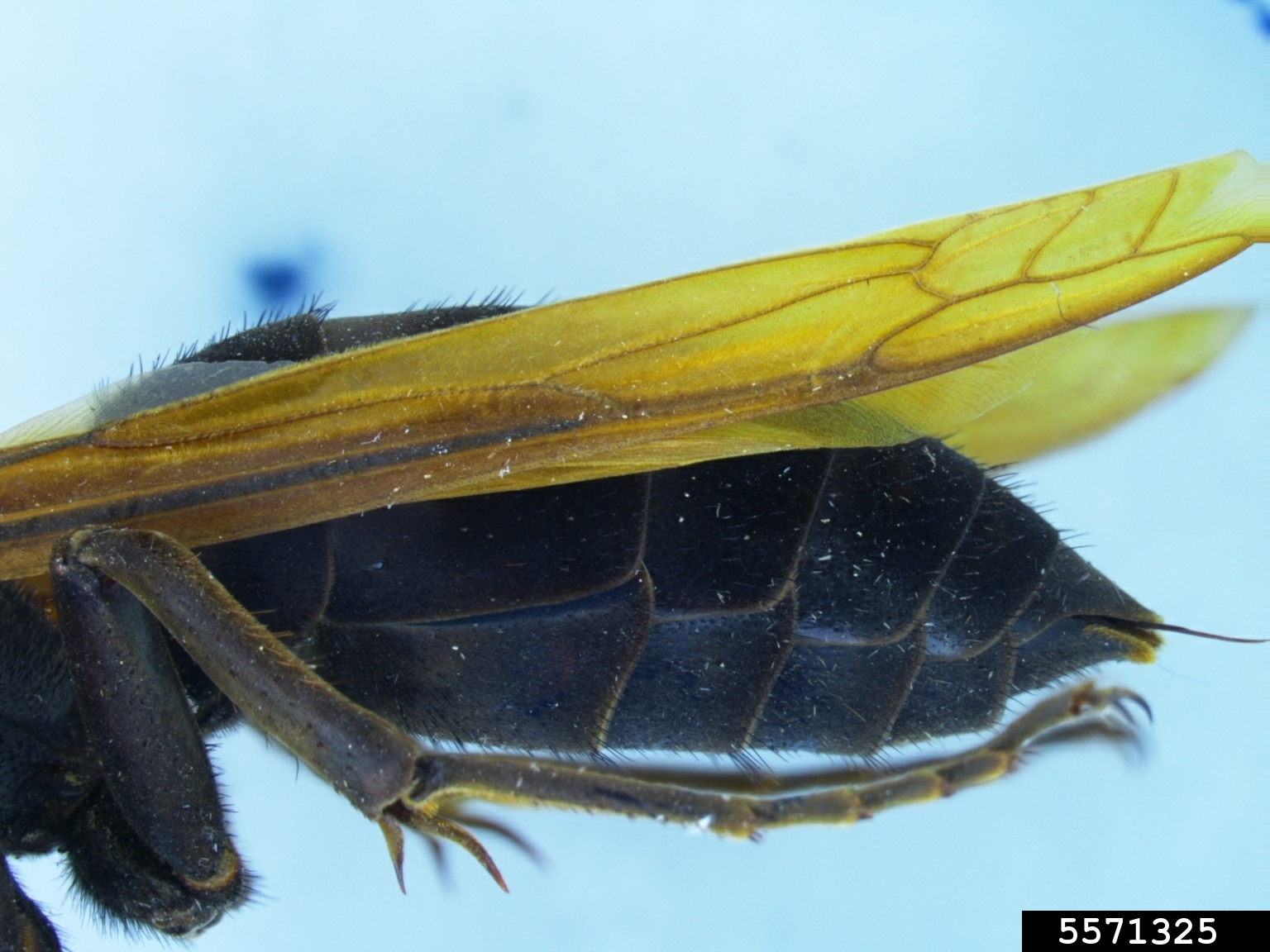 greater banded hornet (Vespa tropica (Linnaeus, 1758))