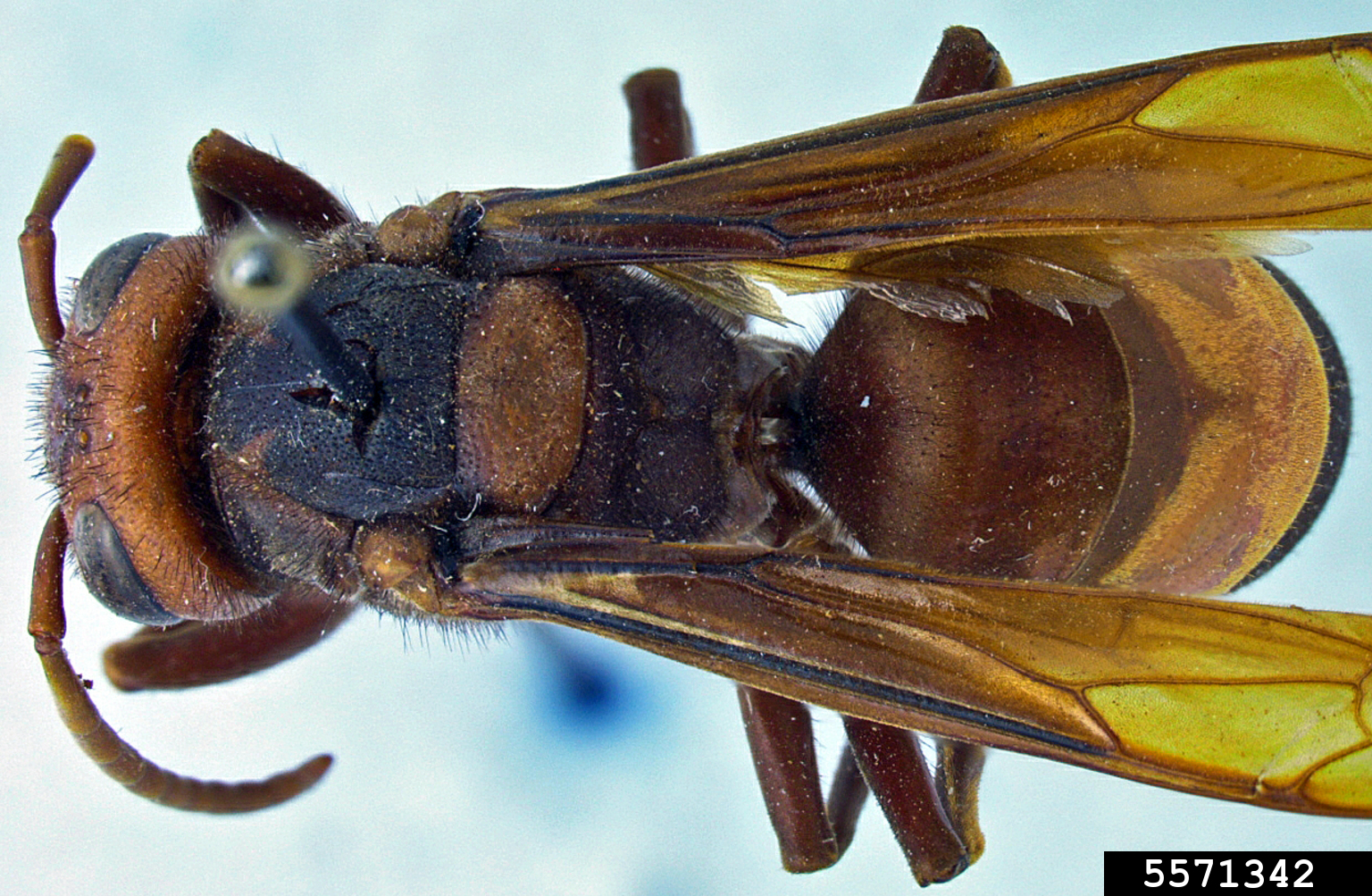 greater banded hornet (Vespa tropica)