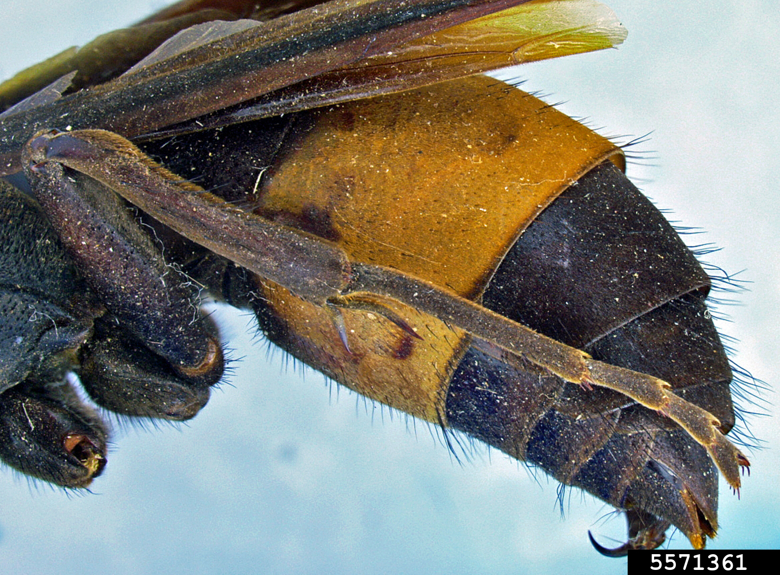 greater banded hornet (Vespa tropica)