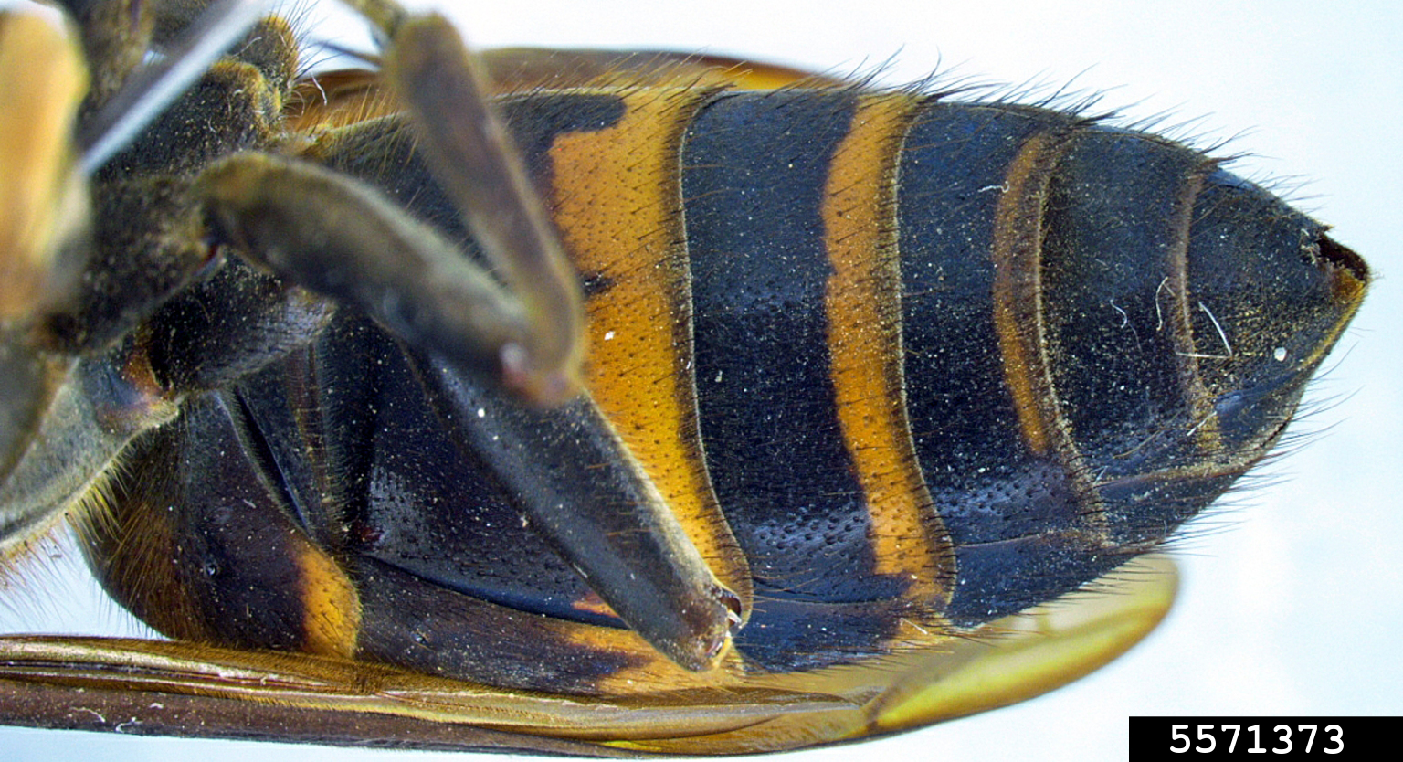 greater banded hornet (Vespa tropica)