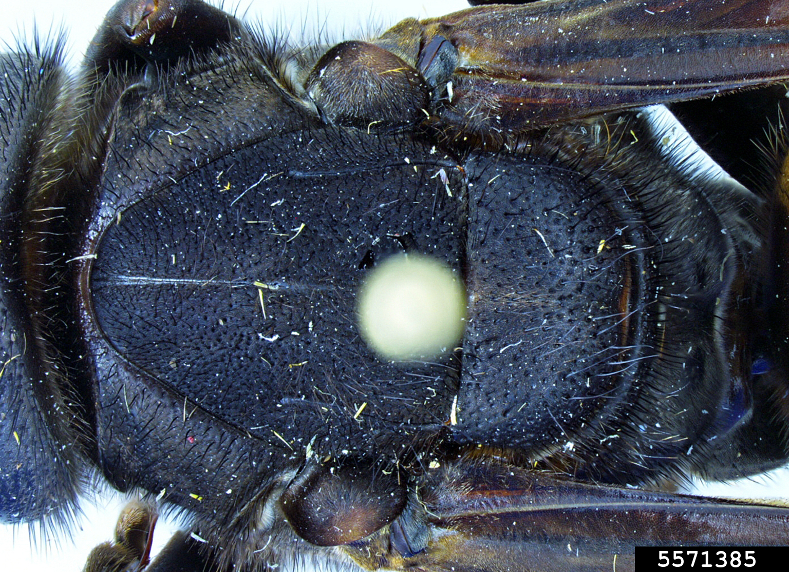 greater banded hornet (Vespa tropica (Linnaeus, 1758))