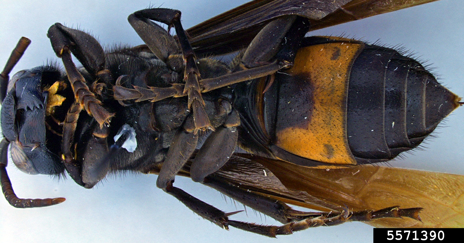 greater banded hornet (Vespa tropica (Linnaeus, 1758))