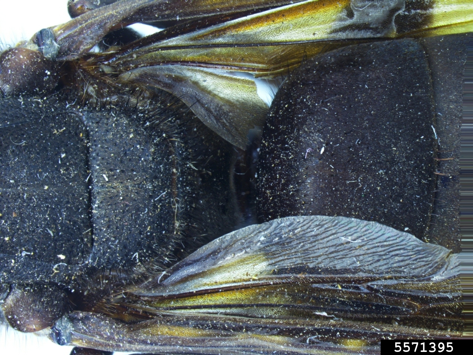 greater banded hornet (Vespa tropica (Linnaeus, 1758))