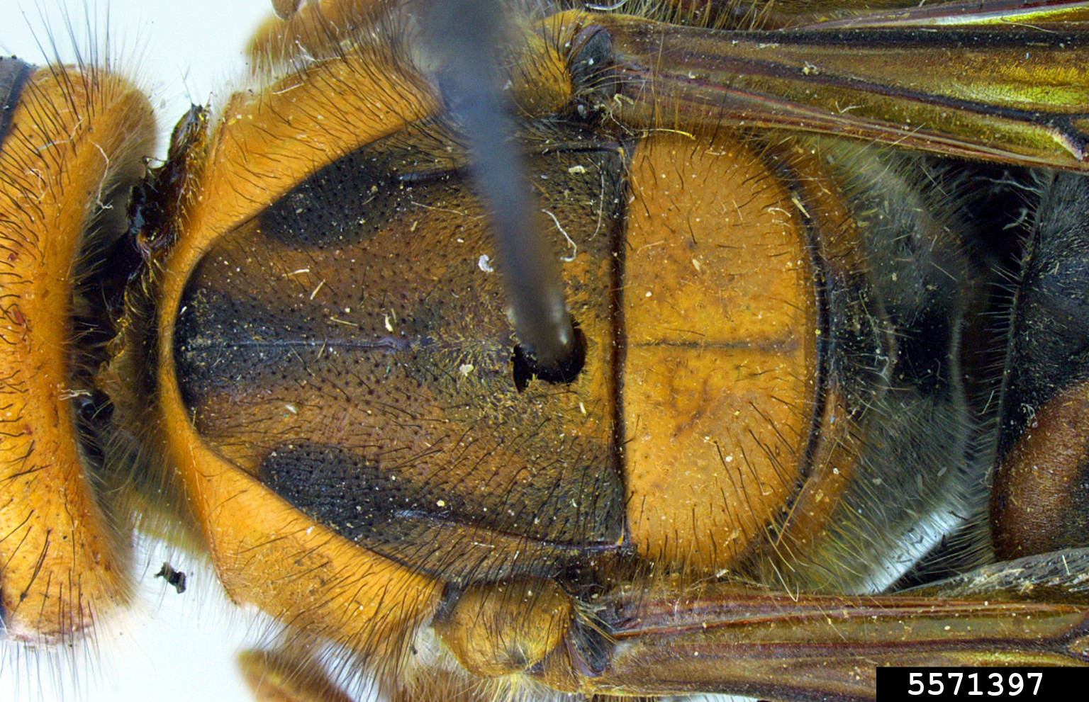 yellow legged hornet (Vespa velutina Lepeletier, 1836)