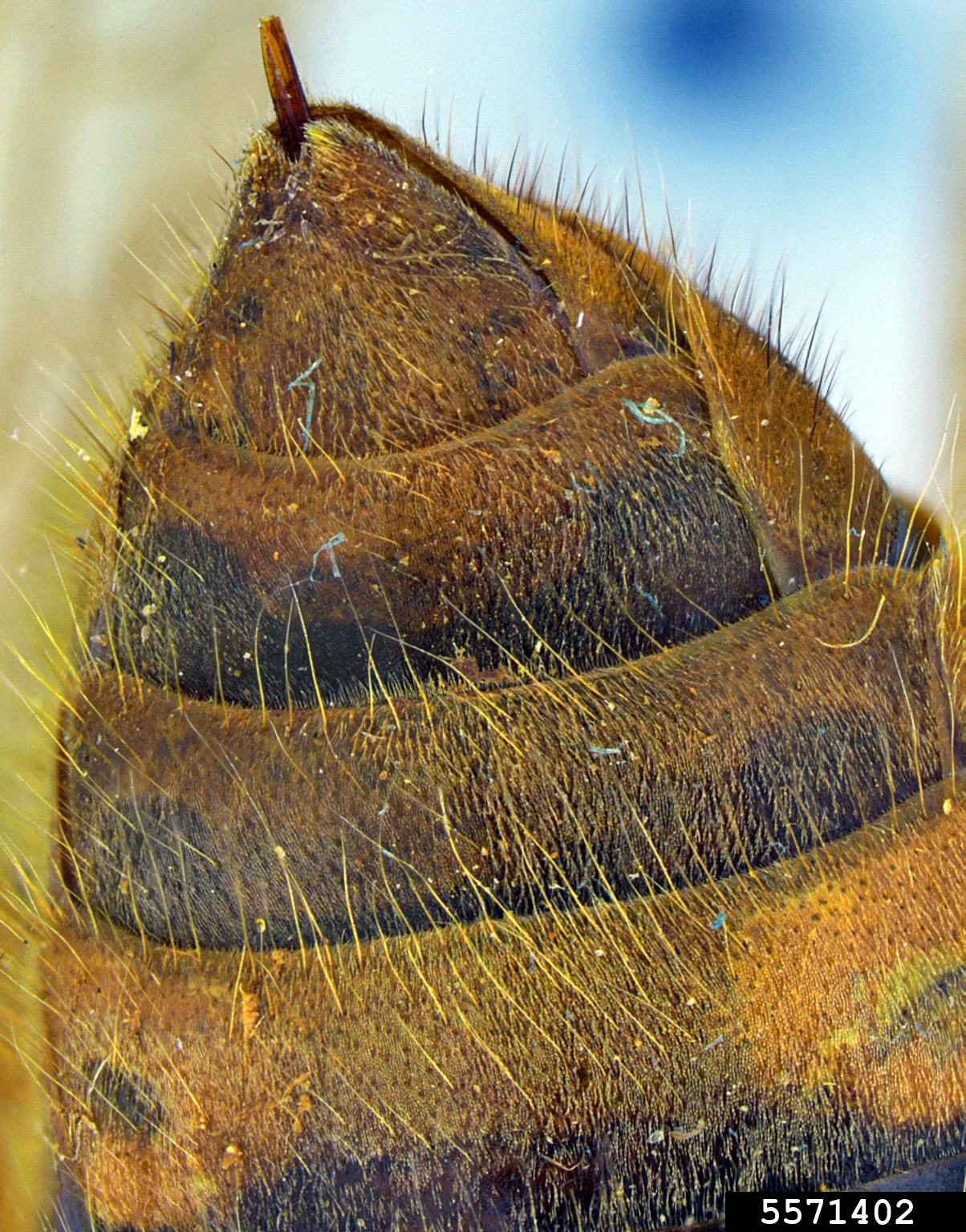 yellow legged hornet (Vespa velutina Lepeletier, 1836)