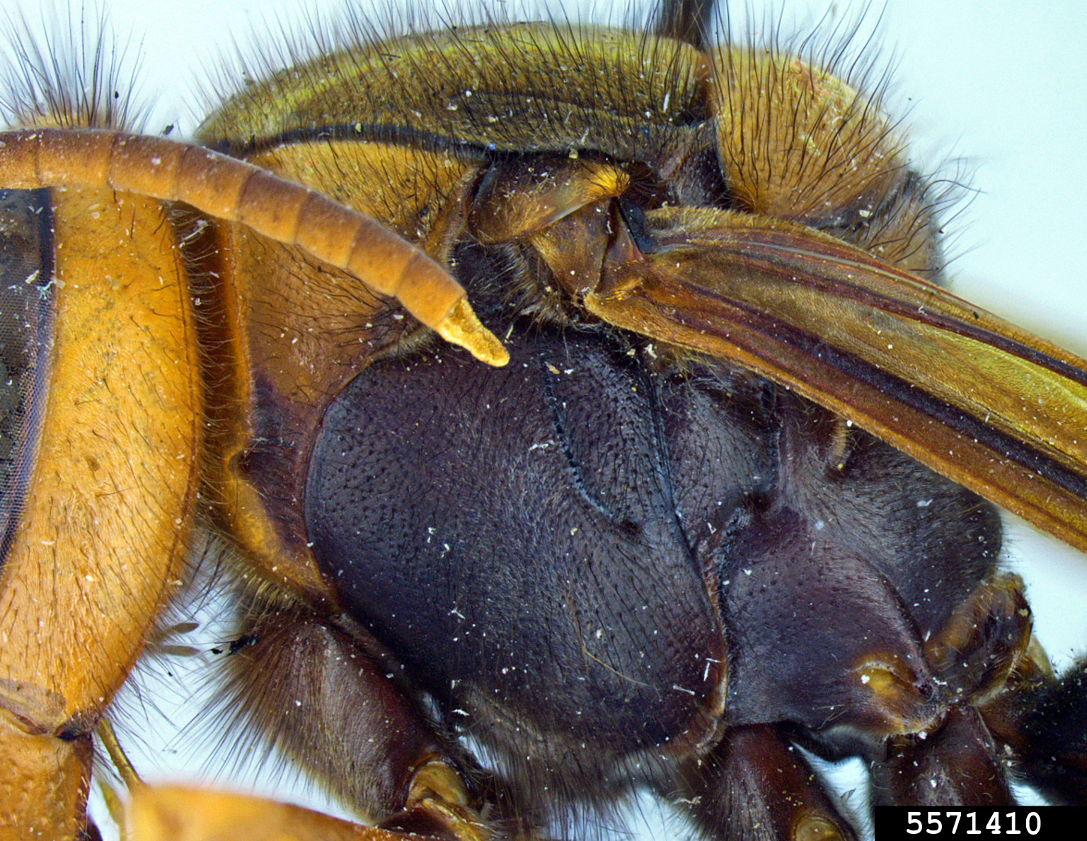 yellow legged hornet (Vespa velutina Lepeletier, 1836)