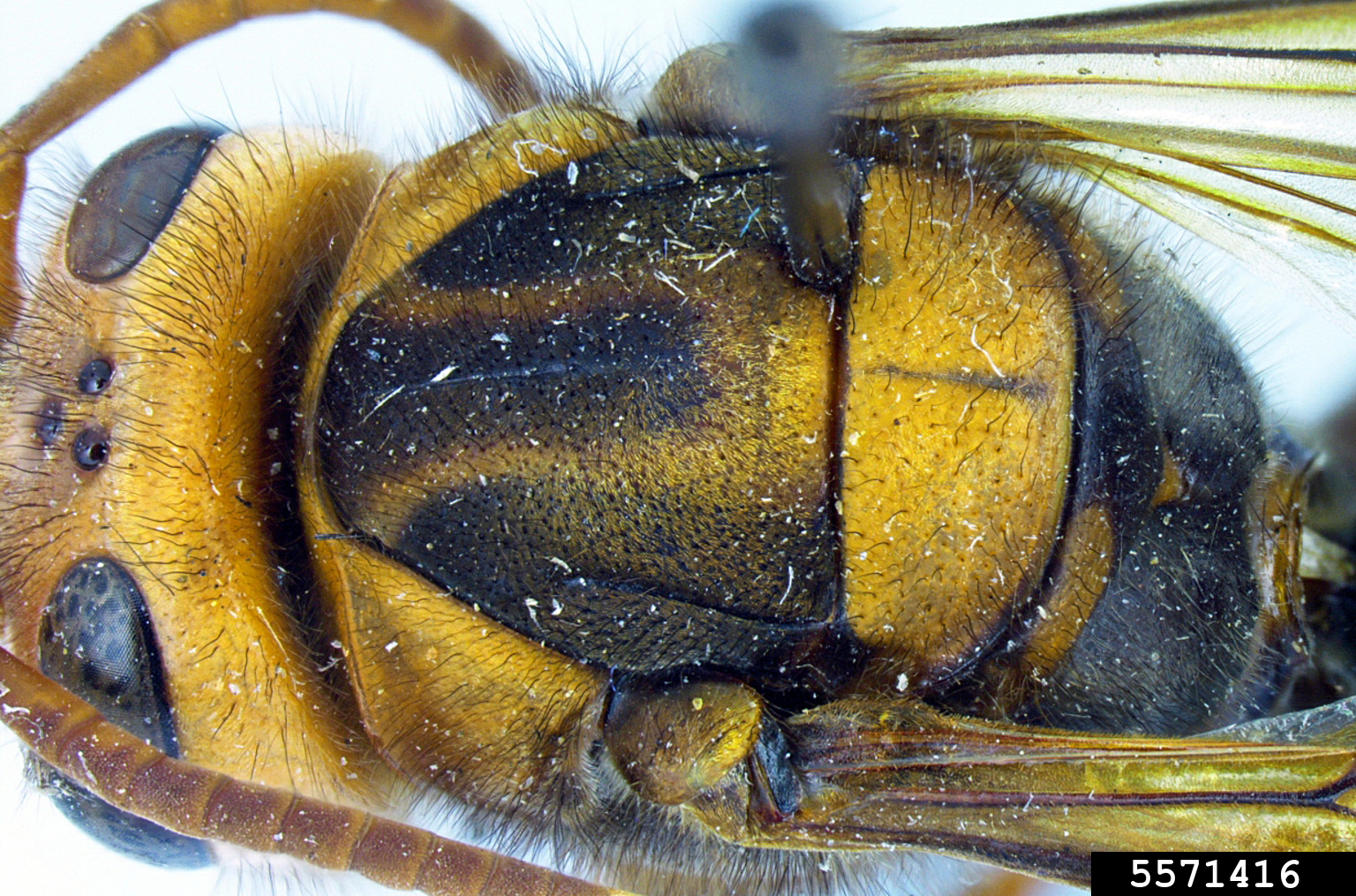yellow legged hornet (Vespa velutina Lepeletier, 1836)