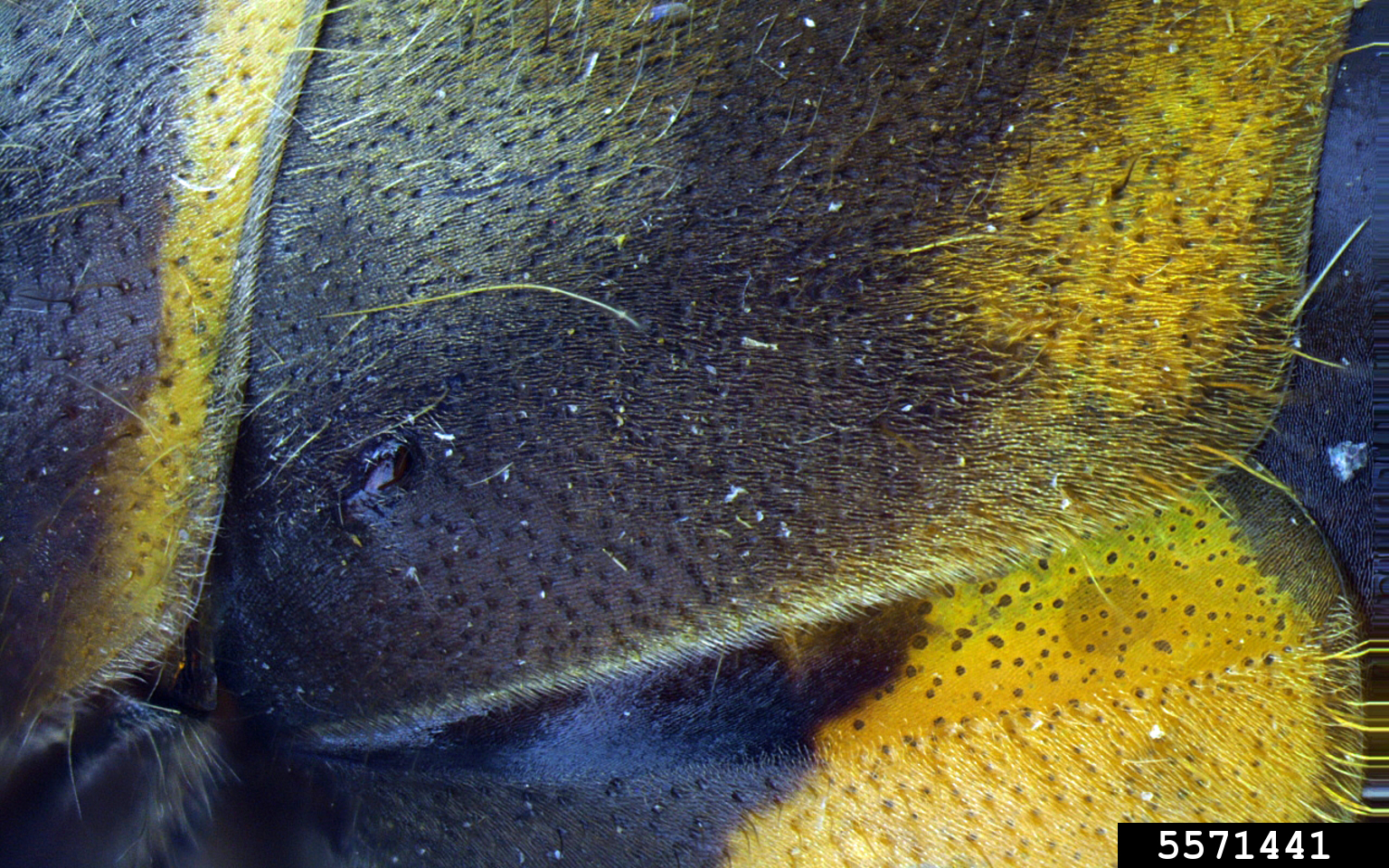 yellow legged hornet (Vespa velutina)