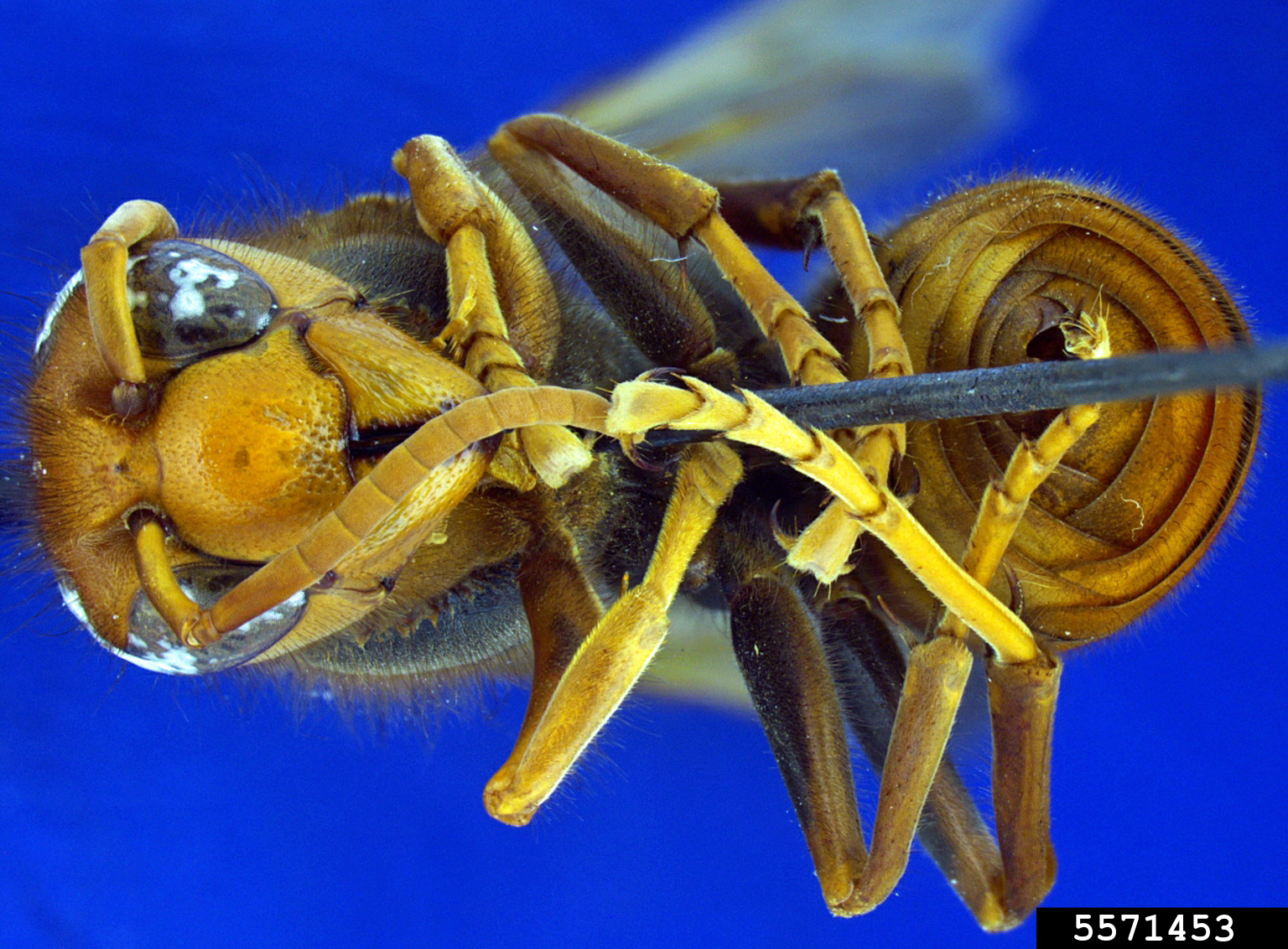 yellow legged hornet (Vespa velutina Lepeletier, 1836)