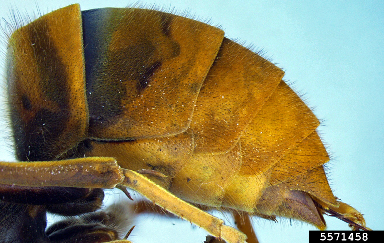 yellow legged hornet (Vespa velutina Lepeletier, 1836)