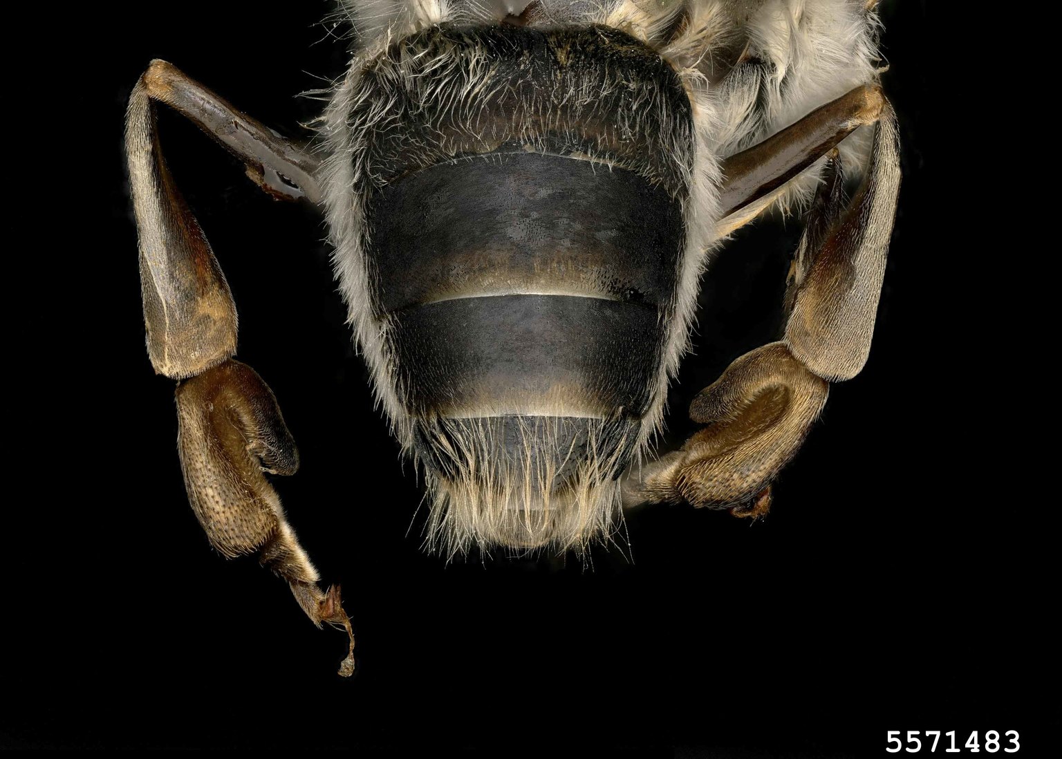 dwarf honey bee (Apis florea)