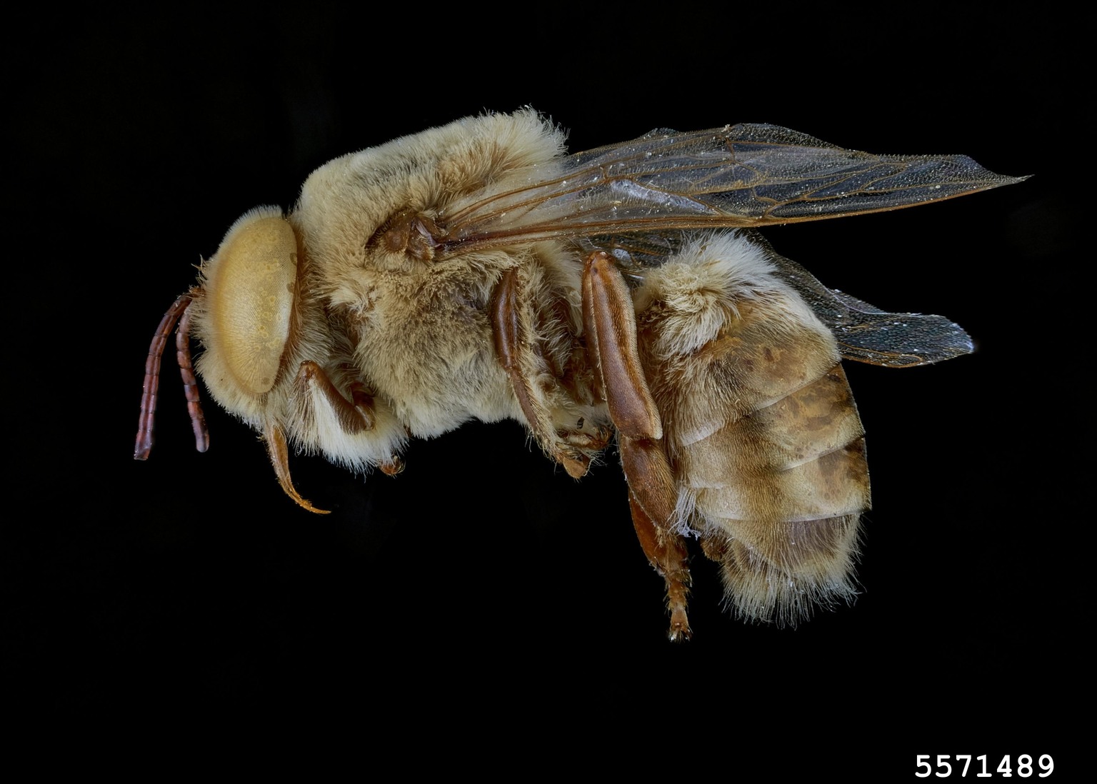 honey bee (Apis mellifera Linnaeus)