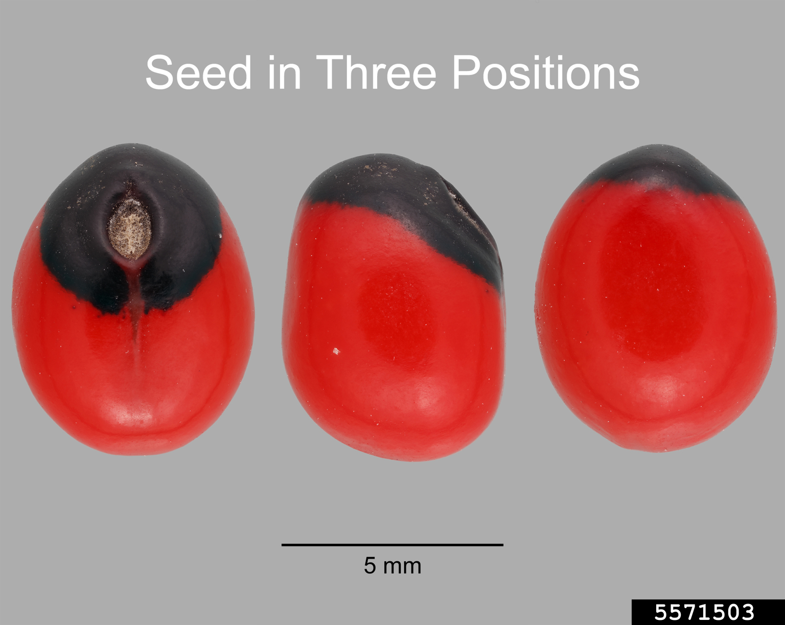 rosarypea (Abrus precatorius)