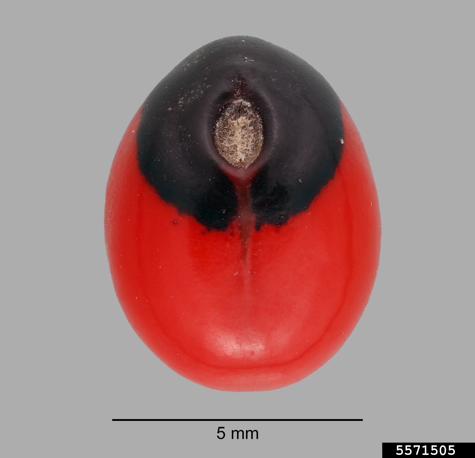 rosarypea (Abrus precatorius)