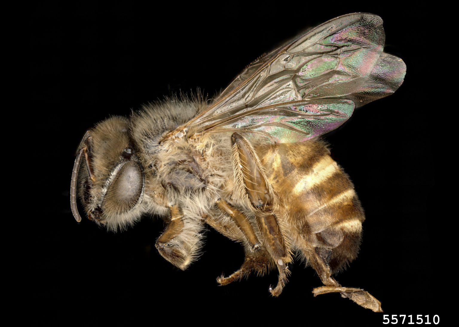 Red hive bee (Apis koschevnikovi)