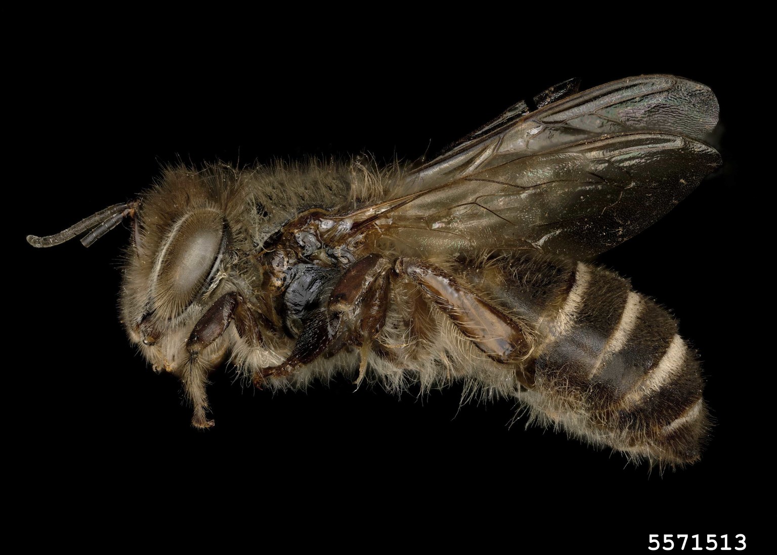Asiatic honey bee, Apis cerana (Hymenoptera: Apidae) - 5571513