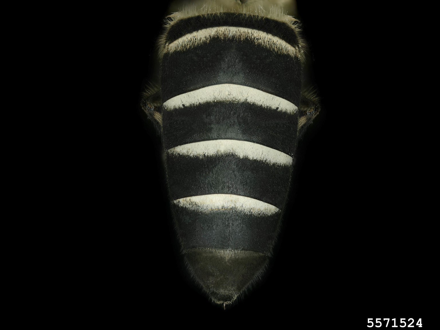 giant honeybee (Apis dorsata)