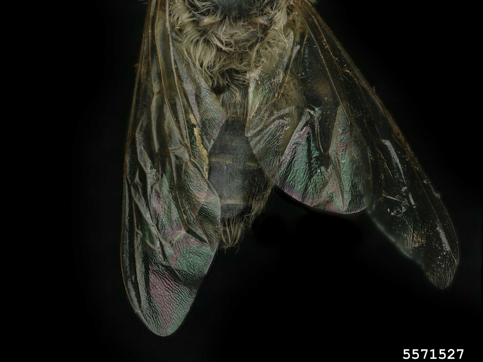 Black dwarf honey bee (Apis andreniformis Smith)