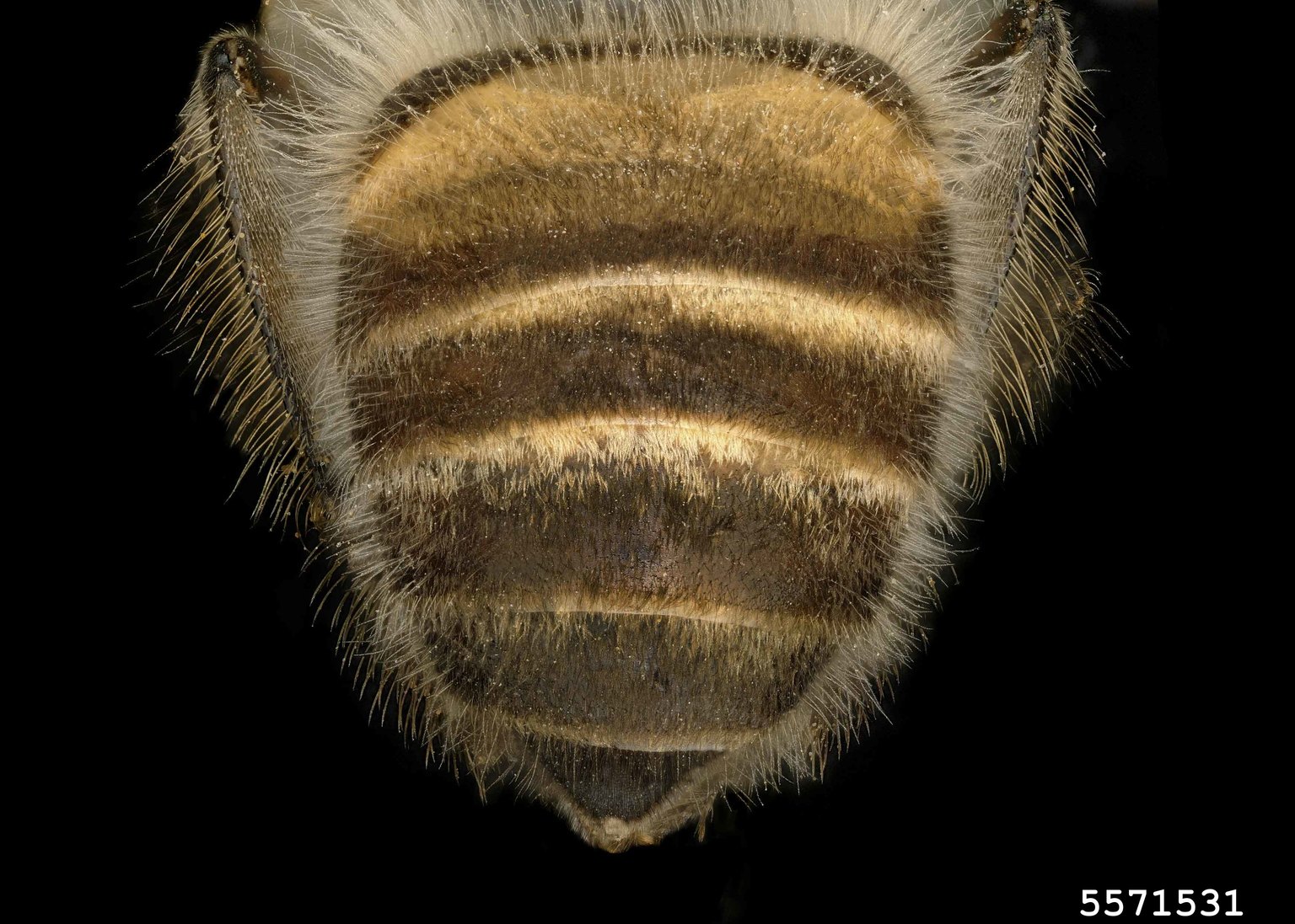 Asiatic honey bee (Apis cerana)