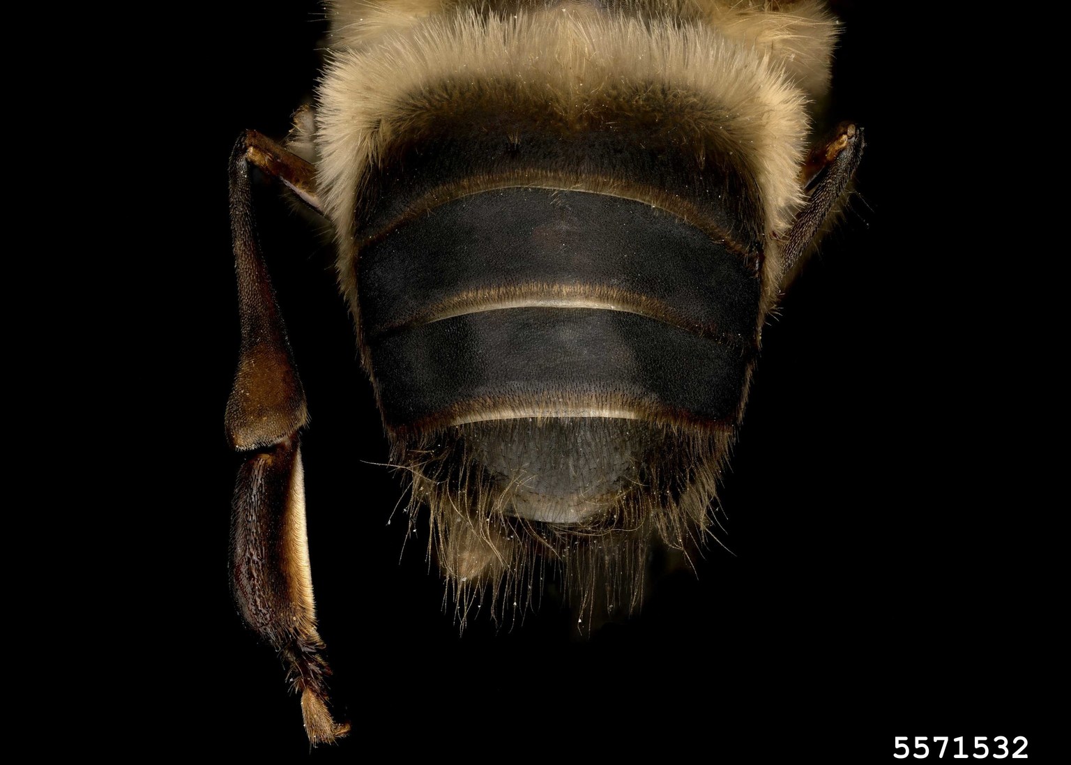 Asiatic honey bee (Apis cerana)