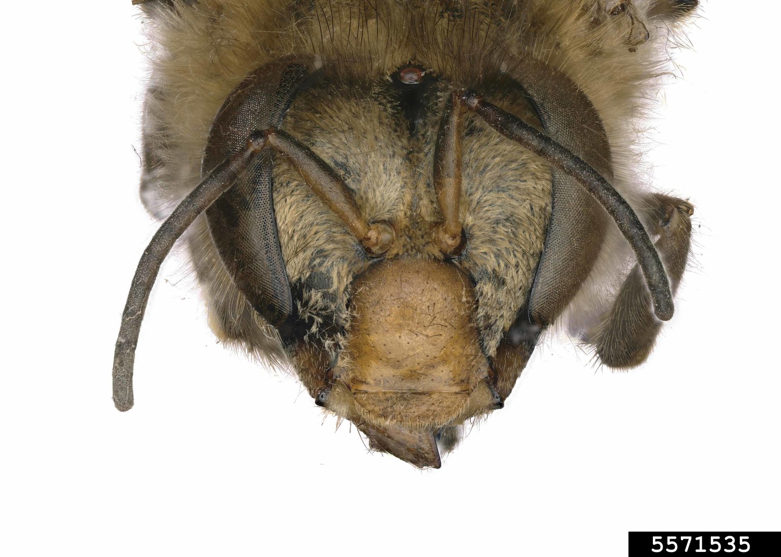 Red hive bee (Apis koschevnikovi)