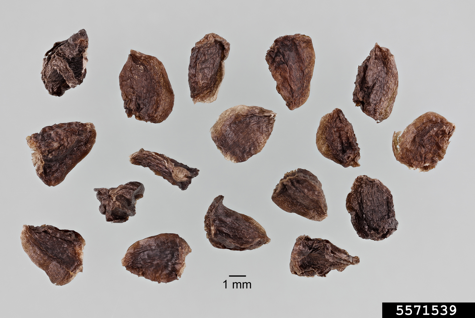 Venus' chariot (Aconitum napellus)