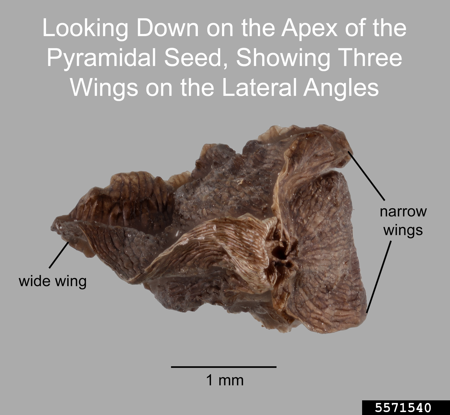 Venus' chariot (Aconitum napellus)