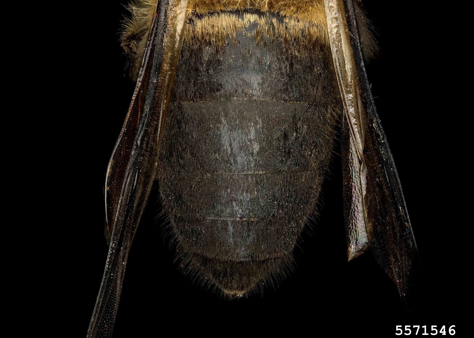 Himalayan honey bee (Apis laboriosa)