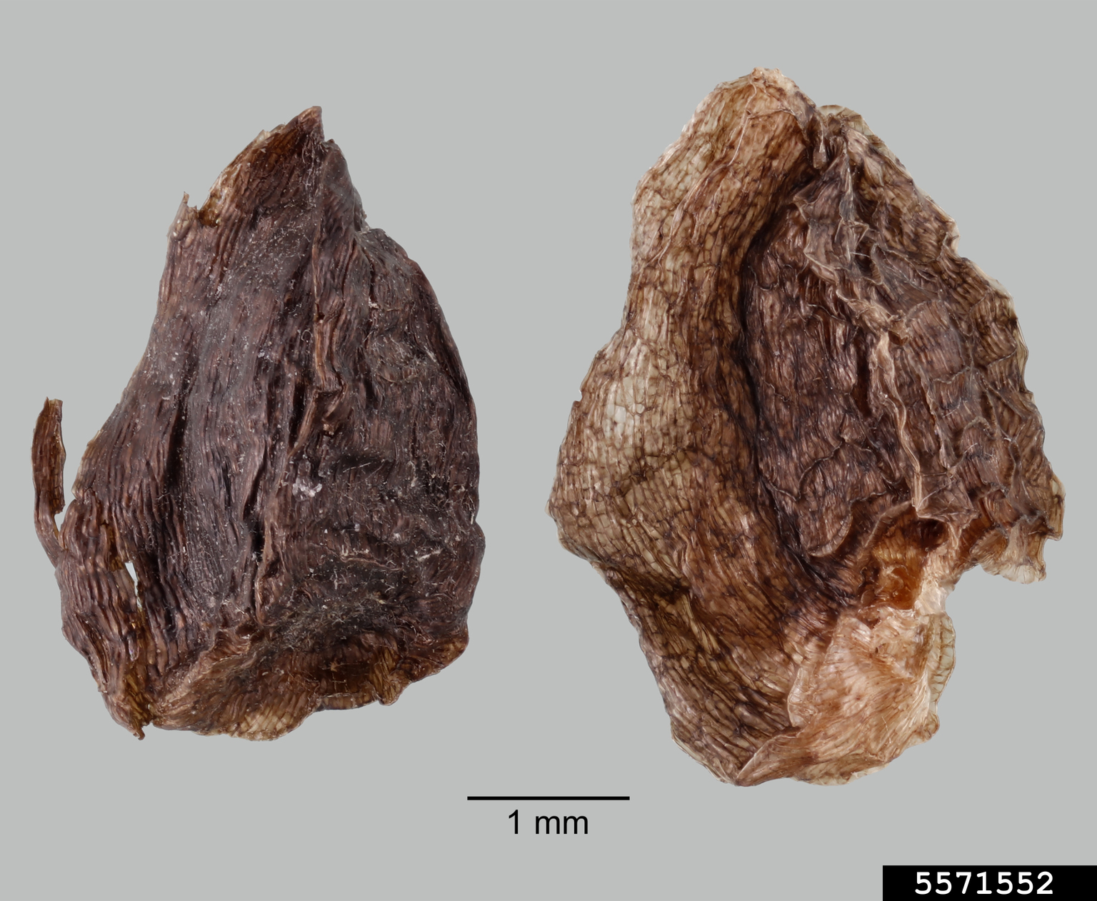 Venus' chariot (Aconitum napellus L.)