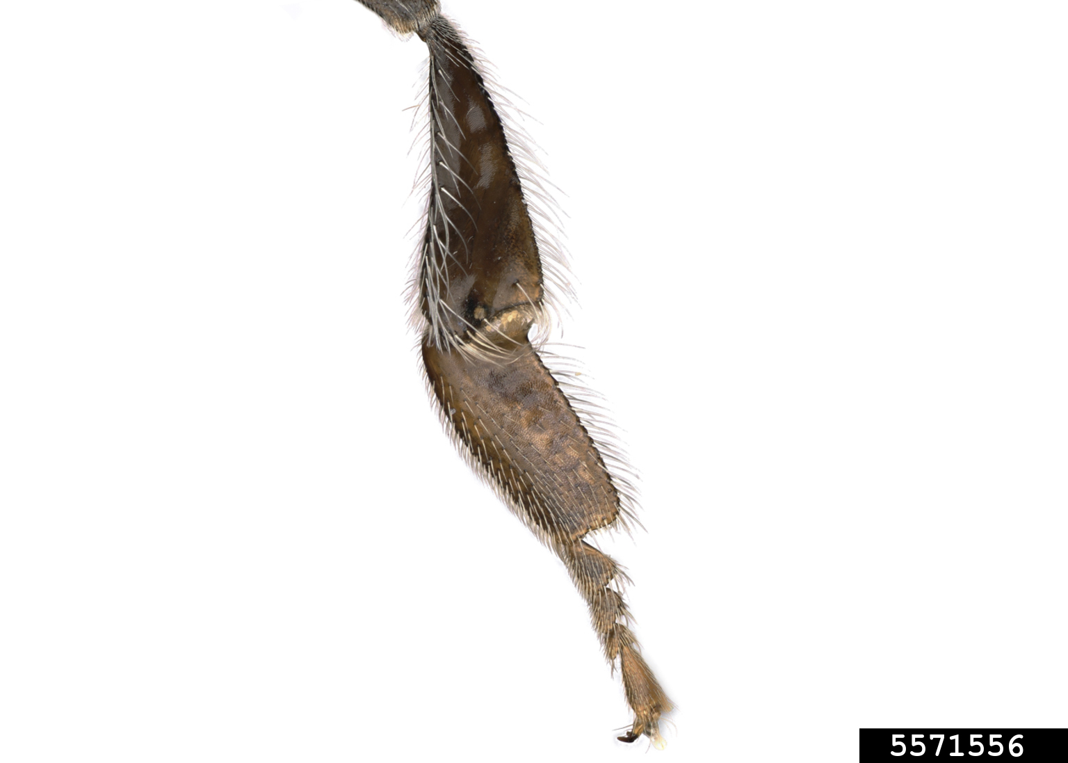 dwarf honey bee, Apis florea (Hymenoptera: Apidae) - 5571556