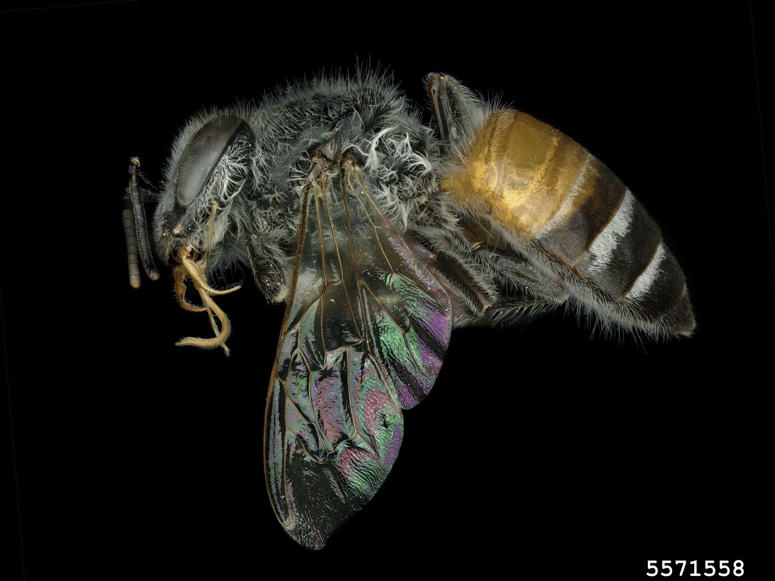 dwarf honey bee (Apis florea Fabricius)