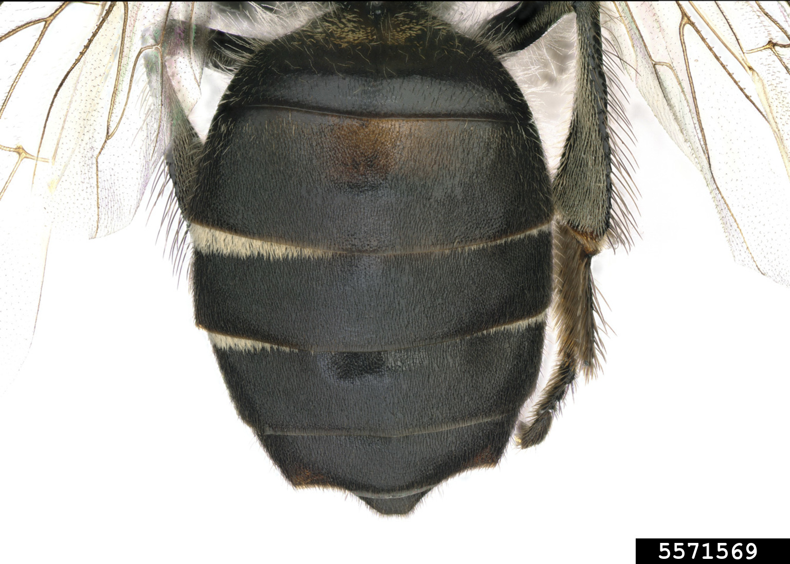 Black dwarf honey bee (Apis andreniformis)