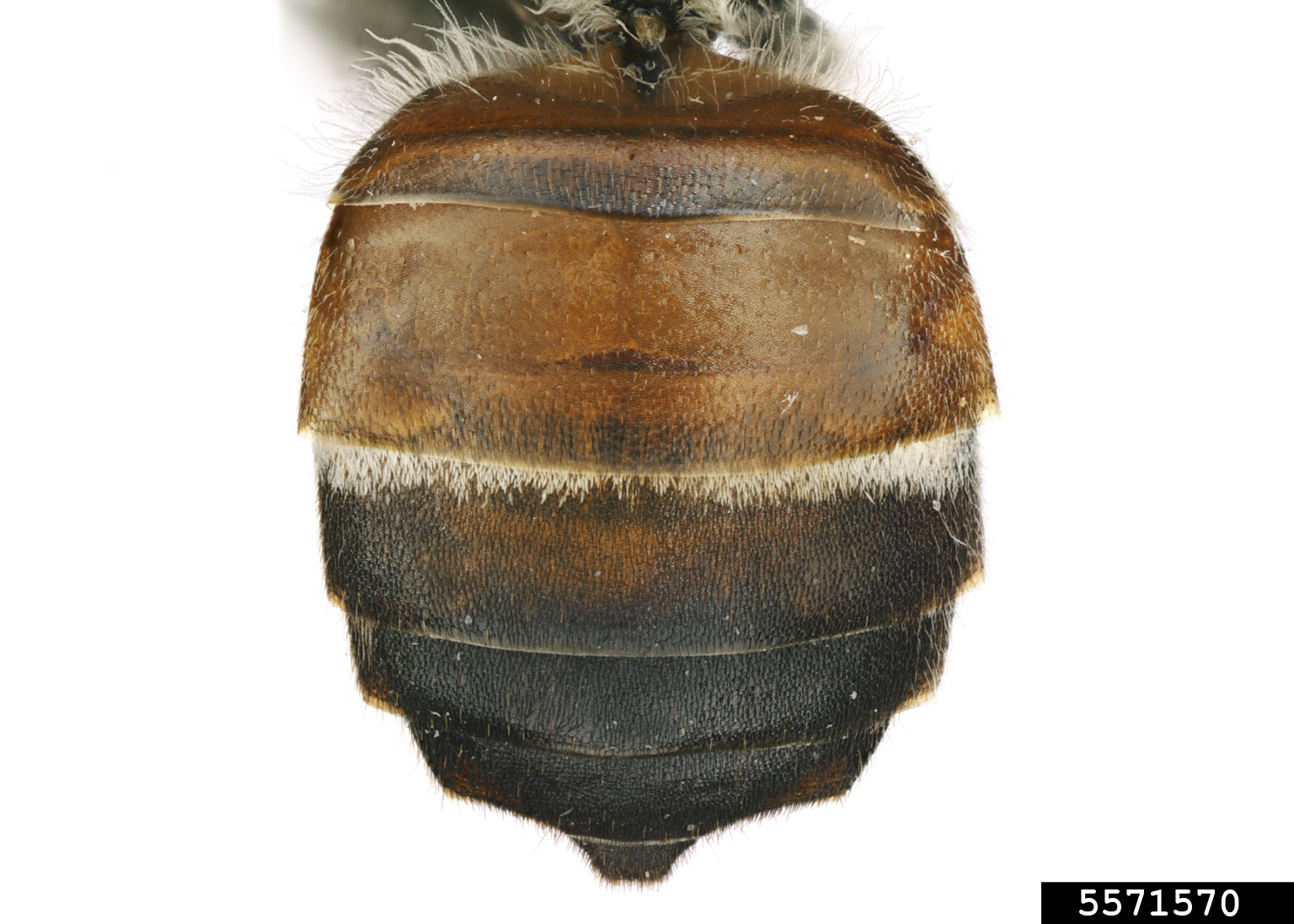 dwarf honey bee (Apis florea)