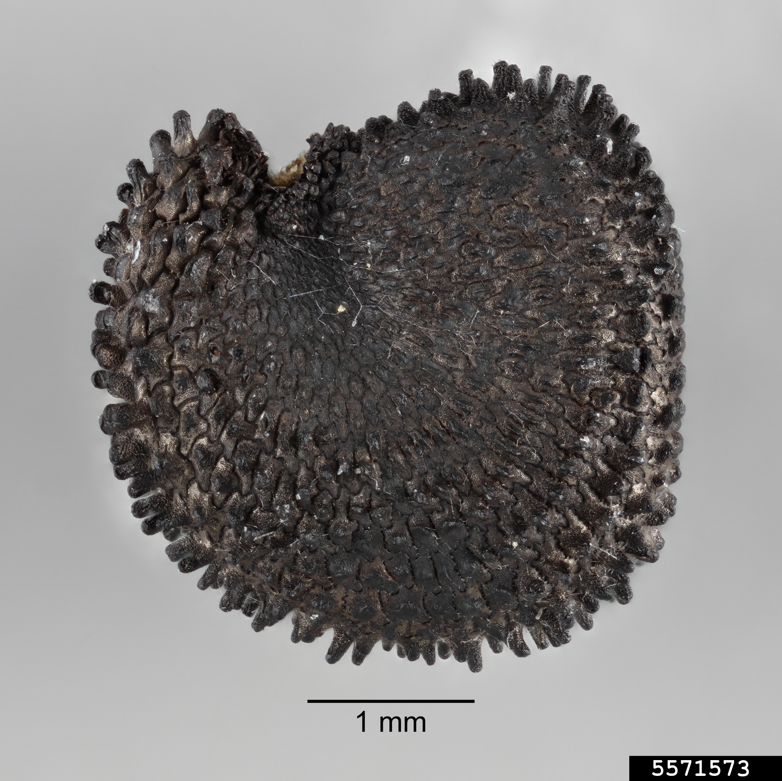 corn cockle (Agrostemma githago L)