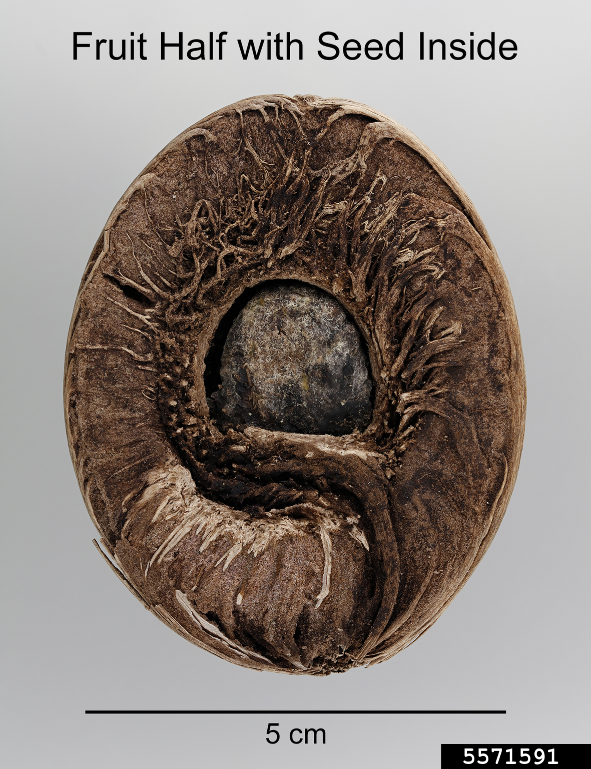 Cerbera (Cerbera odollam Gaertn.)