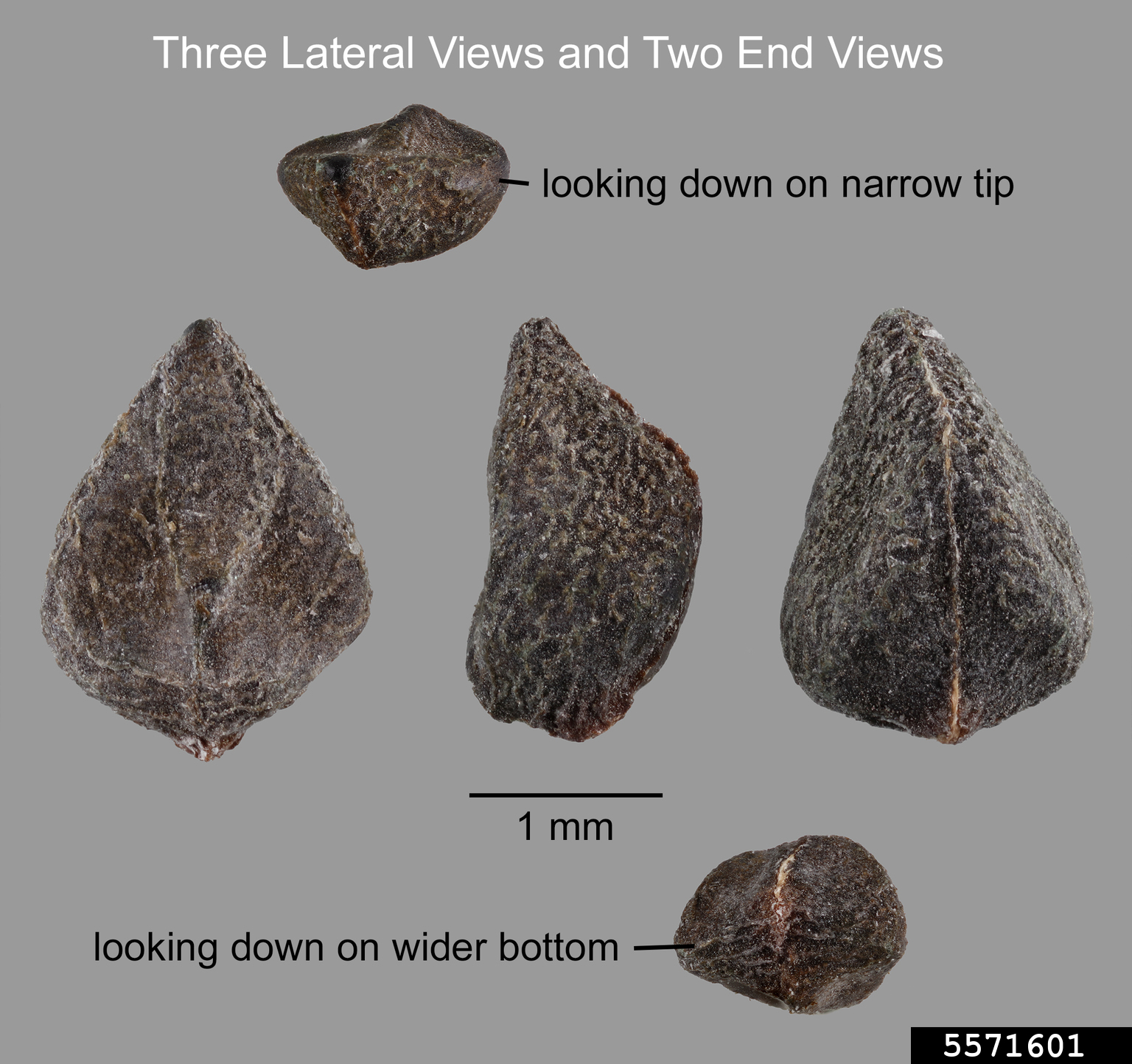 nalta jute (Corchorus olitorius L.)