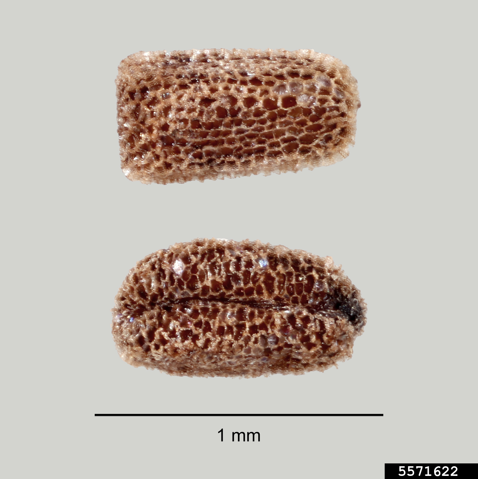 foxglove (Digitalis purpurea L.)